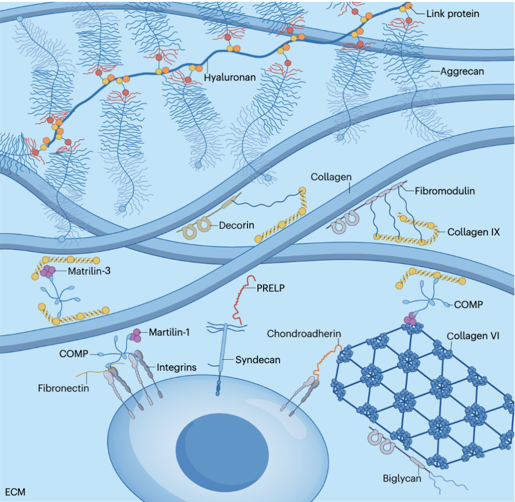 “Restoring articular cartilage: insights from structure, composition ...